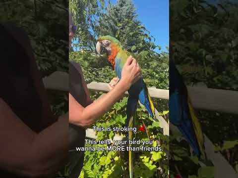 Petting v stroking - there’s a big difference! #birds #parrot #macaw