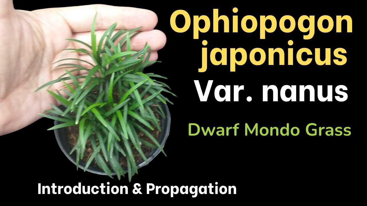 Ophiopogon japonicus -Dwarf Mondo Grass