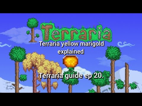 terraria yellow marigold explained, terraria guide ep 20.