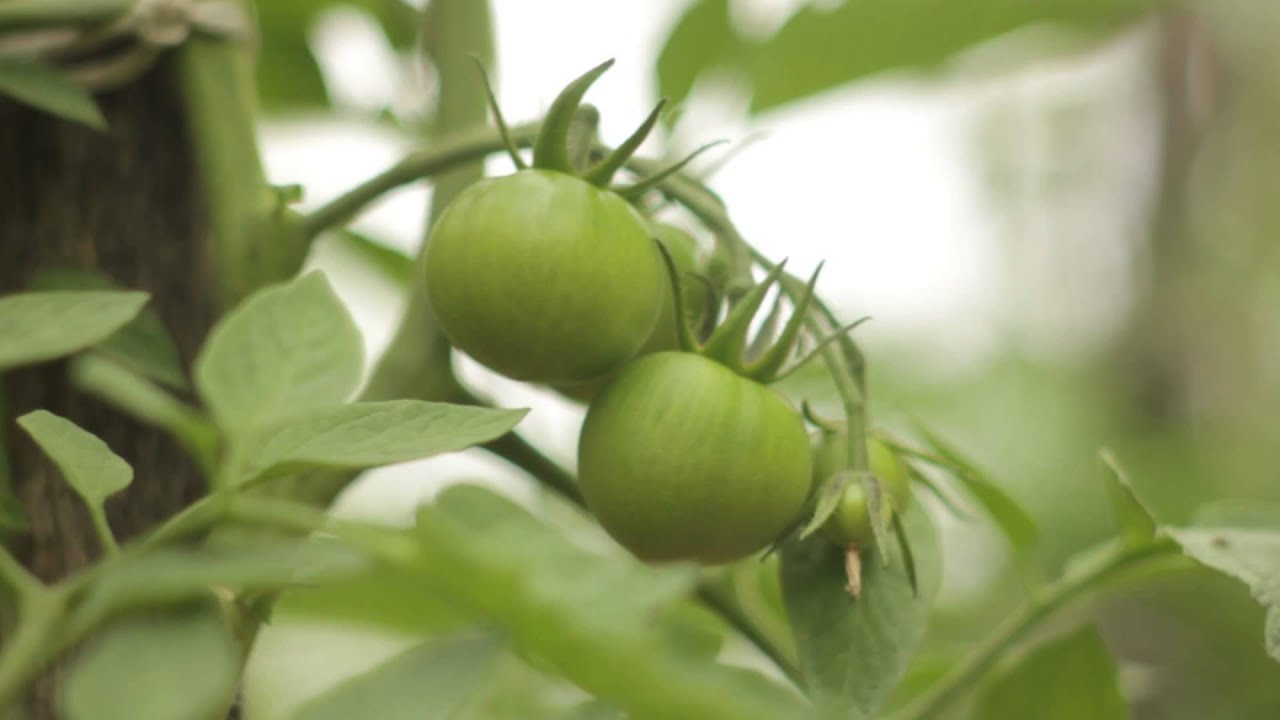 Green tomatoes - Free HD stock footage