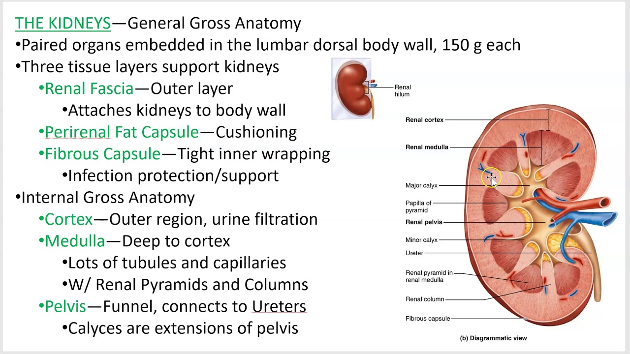 2402 Lecture Chapter 25 Urinary 1 PowerPoint Screencast