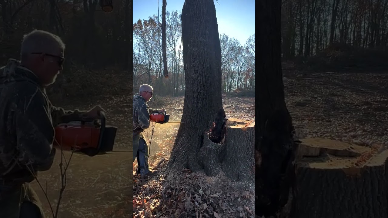 Felling a Big Split Oak #treefelling #logging #stihl  #farmlife #homestead #treework #chainsaw