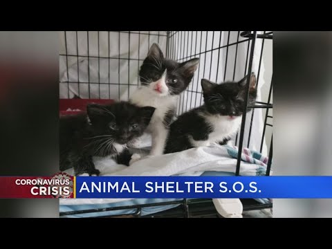 Local humane society suspends adoptions, needs donations