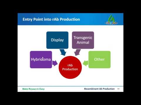 Recombinant antibody production in therapeutic antibody projects