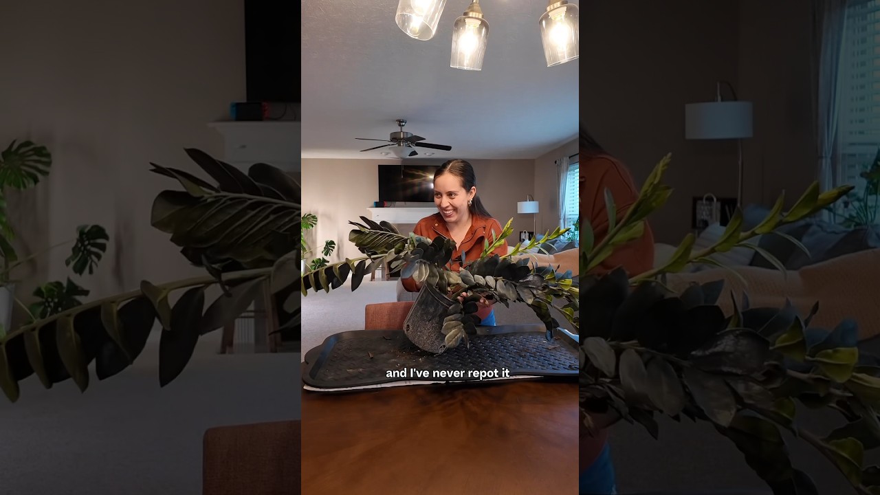 You don’t know what to do with your ZZ plant? #plants #zzplantcare #planthealth