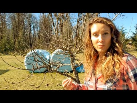 What you MUST KNOW on How to Start an Orchard & Grow Your Own Fruit