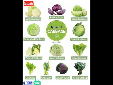 Types of Cabbage #shortsvideo