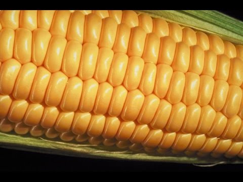 'The Colonel Of Corn' Talks Amaize, A New Variety Of Sweet Corn
