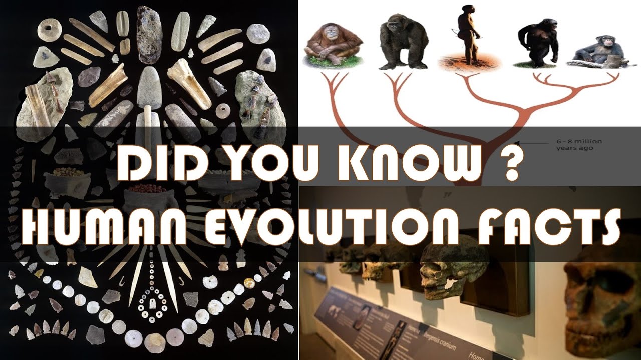 Did You Know?Human Evolution Facts