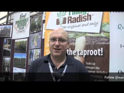 Tillage Radish Provides Multiple Benefits For Farmers