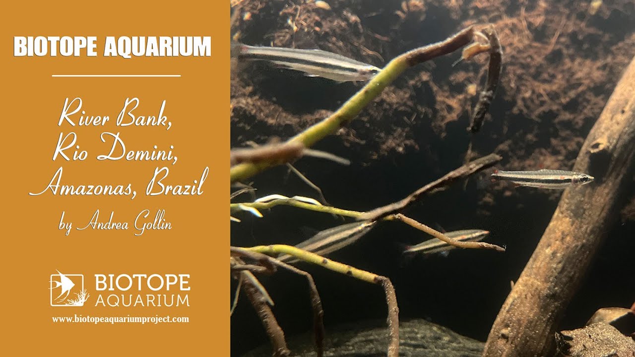 River Bank, Rio Demini, Amazonas, Brazil – BAP