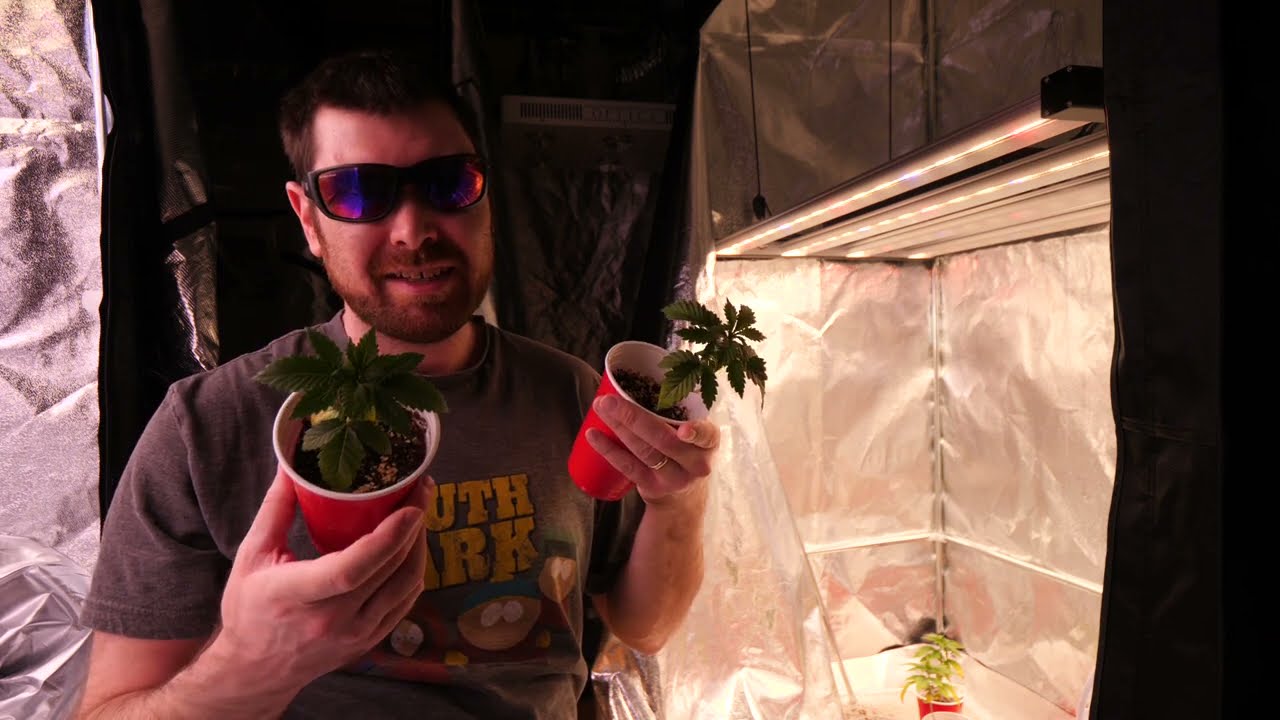 CAN YOU CLONE AUTOFLOWER CANNABIS?