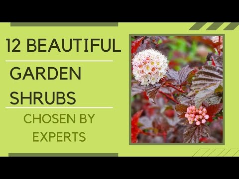 12 brilliant shrubs for your garden chosen by experts