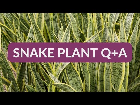 ANSWERING YOUR QUESTIONS ABOUT SNAKE PLANTS / JoyUsGarden