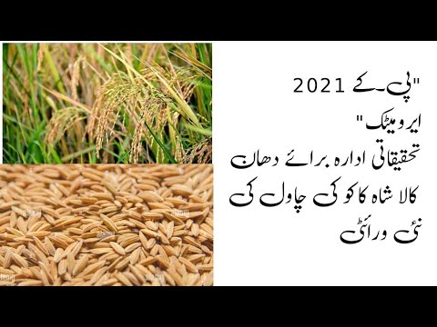 PK-2021 AROMATIC New Paddy variety of RRI KSK