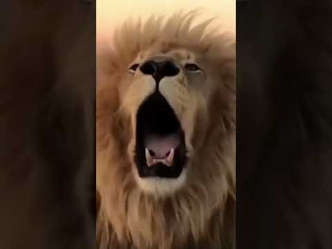 Lion Roaring Super Loud!
