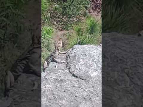 🤔 is some one know the name of that animal .