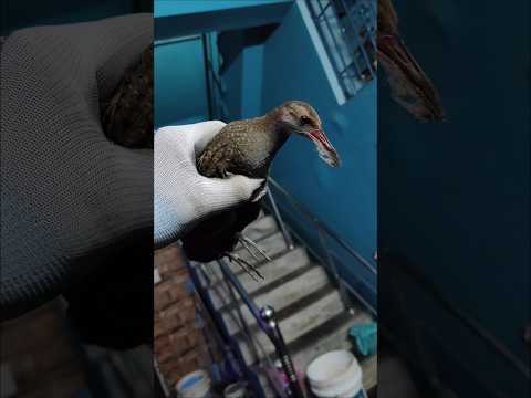 வீட்டுக்குள் பறவை வந்து விட்டது | Wild bird catching