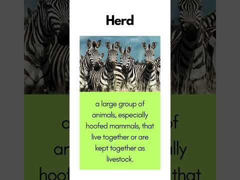 Herd #english #learnenglish #vocabulary #education #pronunciation #englishlanguage #herd