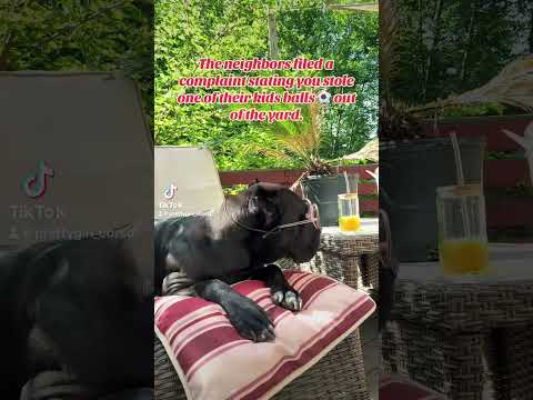 Cane Corso:The Ultimate Guardian Protector.