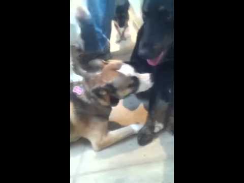 Epic corn-cobbing! Penny loves Gracie