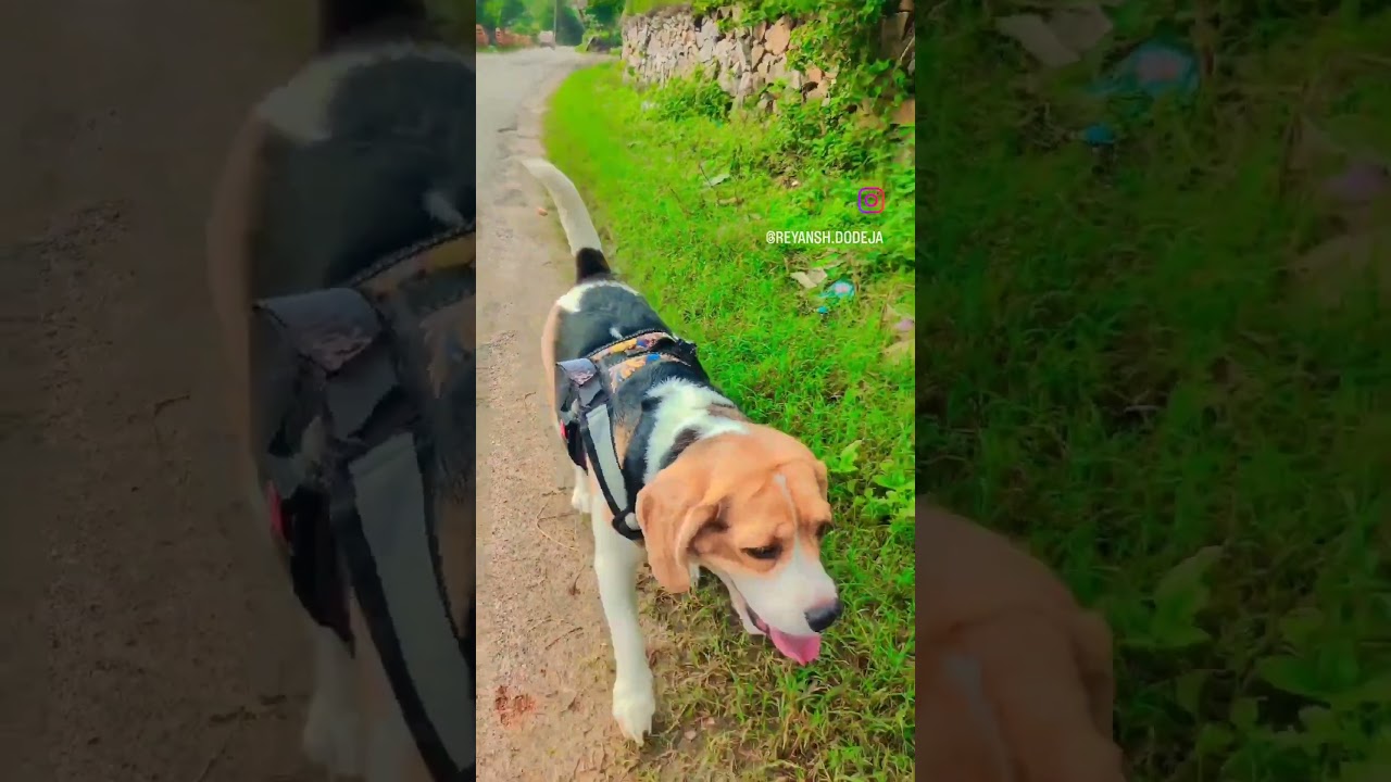 Dog beagle without leash #bella #beagle #trending #dogs #cutedog  lets make this reel trending