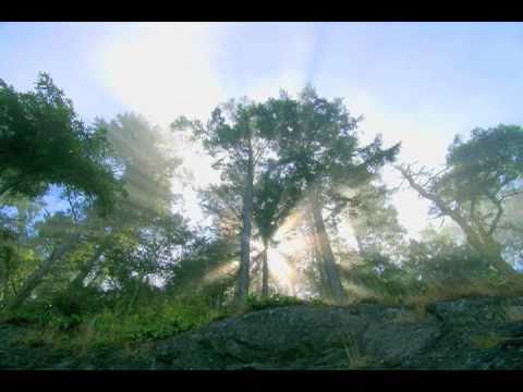 What is the rainforest?