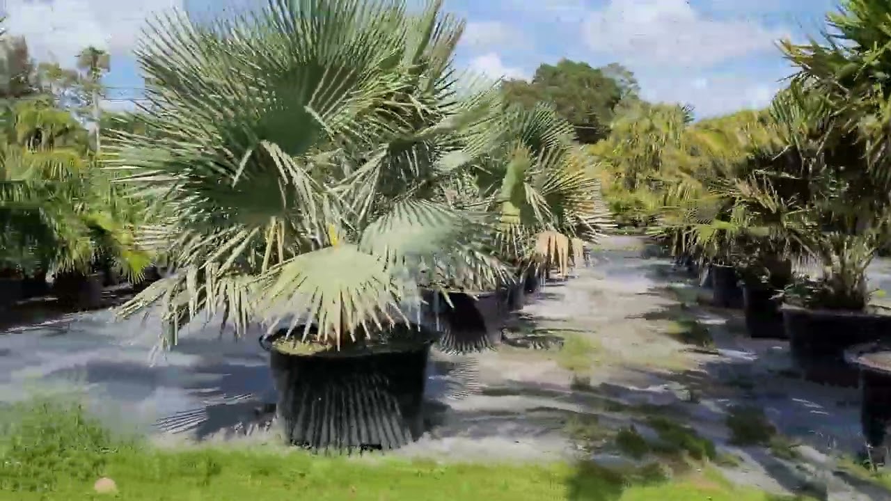 Trip to D'Asign Source Botanicals