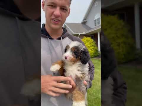Ready to meet his family! ❤️ #bernedoodle #minibernedoodle #bernedoodles #youtubeshorts #shorts
