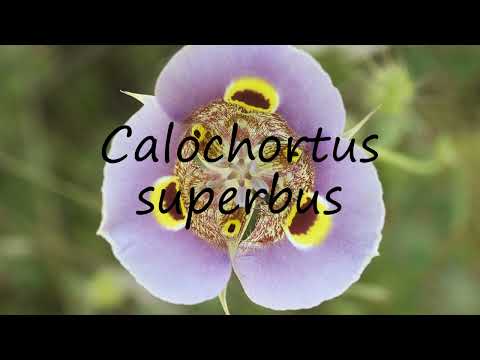 How to pronounce Calochortus superbus in Latin?