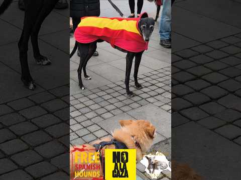 Free Spanish Hounds match: "What's going on" #houndlife #noalacaza #podenco #galgo