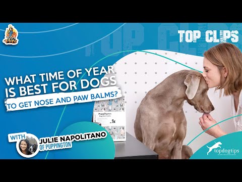 What Time Of Year Is Best For Dogs To Get NOSE AND PAW BALMS