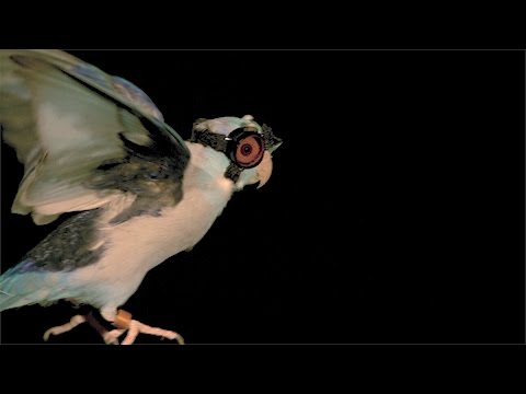 Adorable Bird Wears Goggles For Science