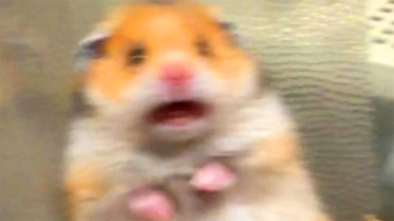 Memes That Will Scare Your Hamster