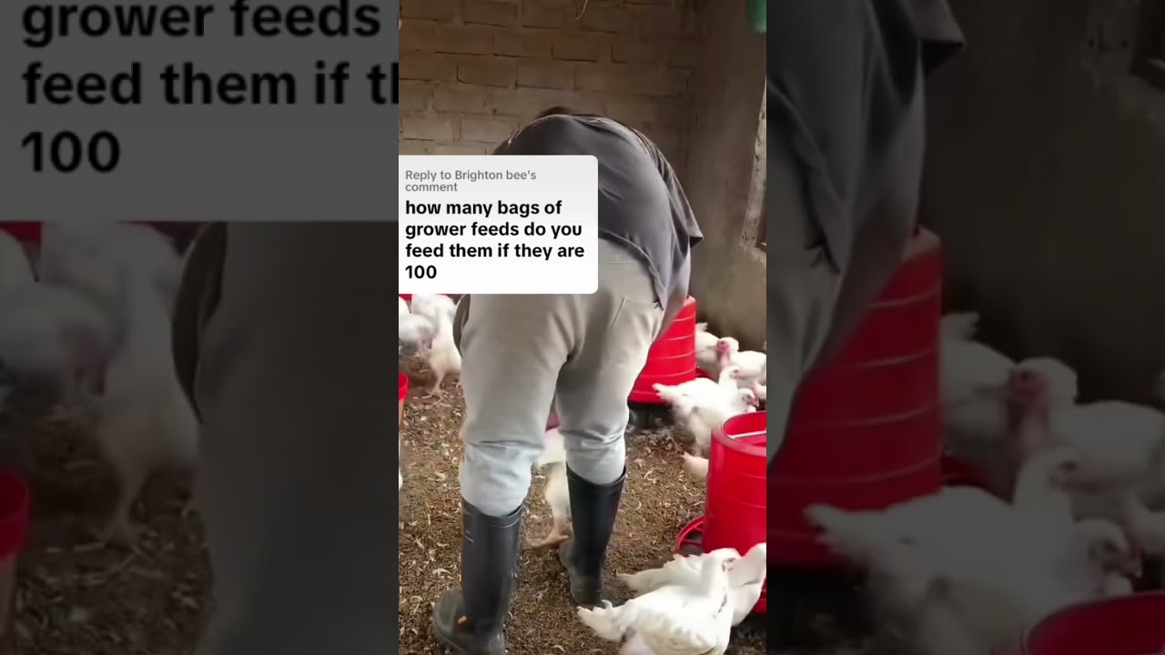How many bags of feed do you need to raise 100 broiler Chicken 🐓 #youtubeshorts #farming #ytshorts