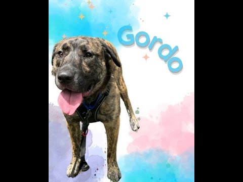 Dog for adoption - Gordo "puppy" Padilla, a Catahoula Leopard Dog & Pit ...
