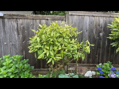 Aucuba Japonica, "Gold Dust Plant", Clean Up Sun Damages & Prune To Shape - August, 2022