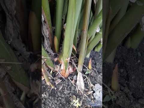 Galangal plant or langkawas #shorts #viralvideo #langkawas