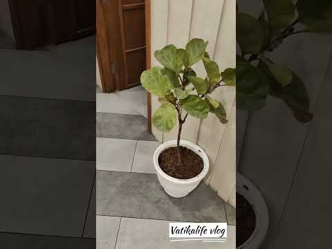 Indoor plants installation in Geetanjali Salon #indoorplants #salon