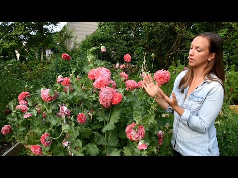 How to Sow Breadseed Poppies, Why to Grow Poppies for Cut Flowers + Favorite Poppy Varieties