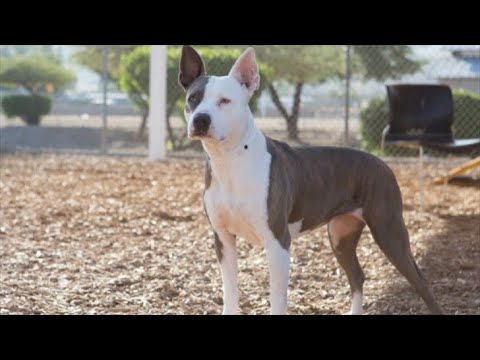 Sweet hospice pup looking for forever home