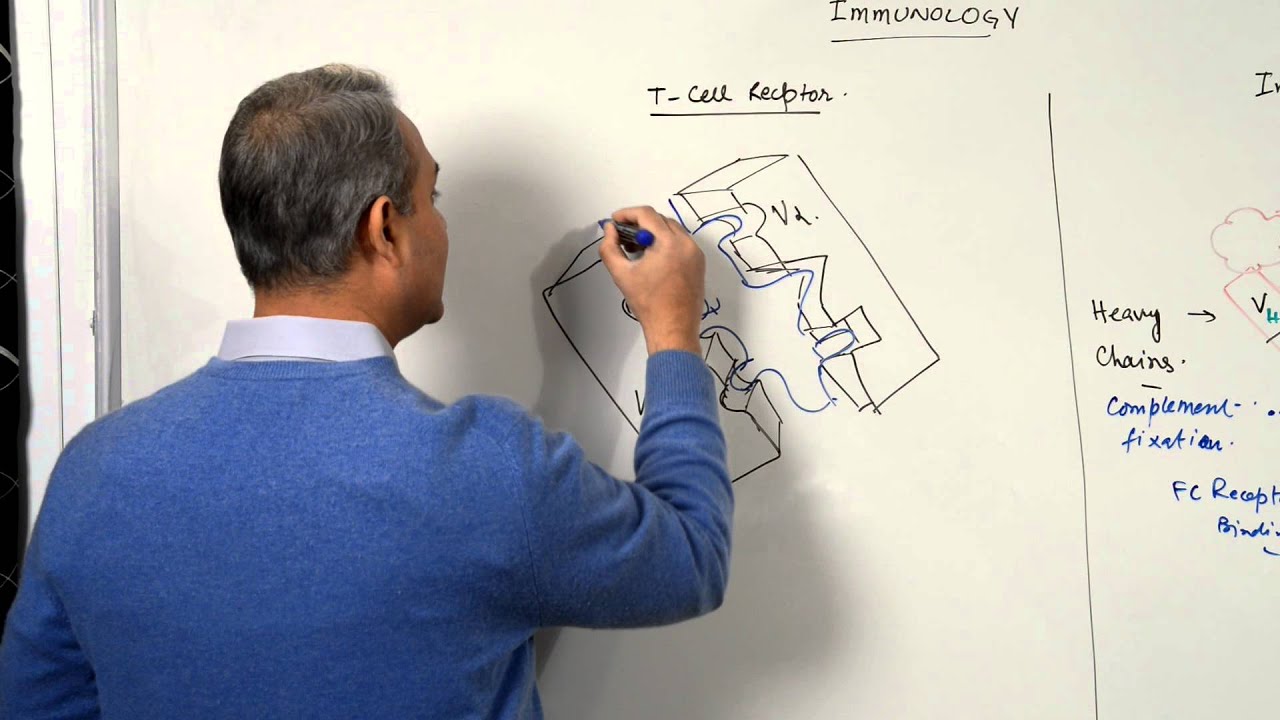 Immunology Lecture 9 (T cell receptors and Immunoglobulins) 1/4