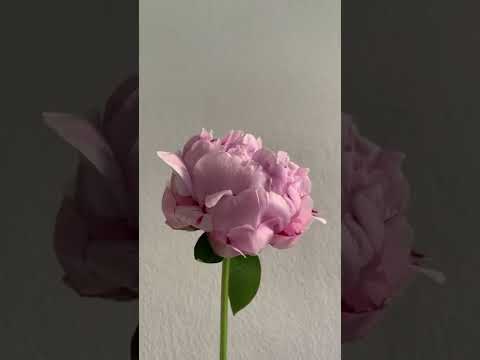 Peony Flower.