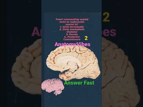 Stria Medullaris Thalami | Septal Area | Habenular Nuclei | Brain | Anatomy #anatomy #neuroscience