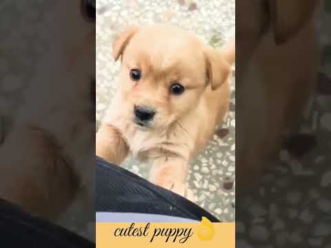 Cutest puppy in the world 2023#500Mviral #shorts
