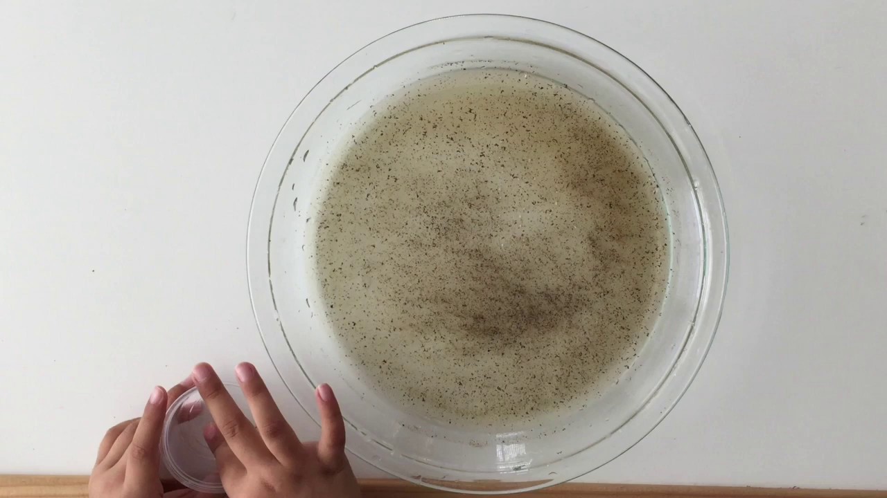 MaGiC or SCiEnCe? BLaCk PePPeR & SoAp Experiment *for KiDs*