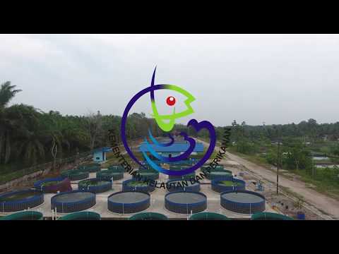 Budidaya Ikan Lele Sistem Bioflok