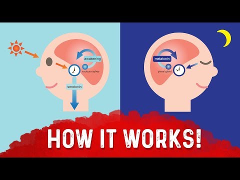 What Is The Pineal Gland? – Dr.Berg On Melatonin Benefits & Serotonin