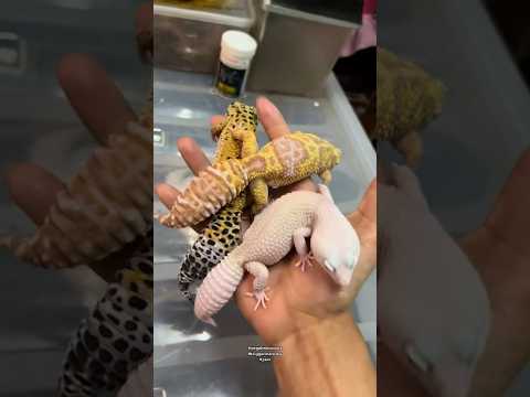 LEO ADE 3 GIRLFRIEND GAIS 🤣🦎✨ #leopardgecko #gecko #reptiles #exoticpets #shorts