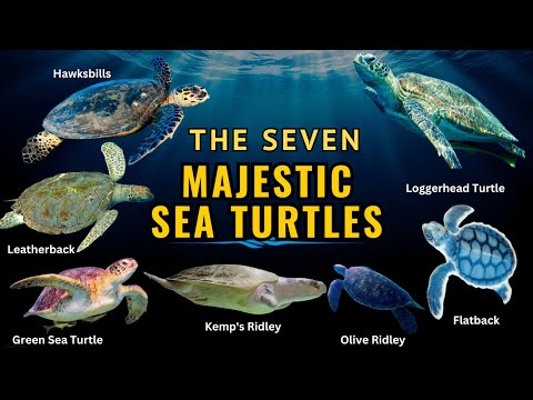 Sea Turtles 101: The Seven Majestic Species of Sea Turtles | Seven Wonders of the Sea